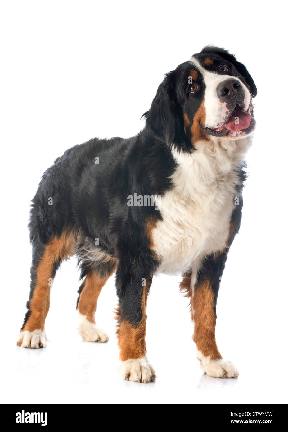 portrait of a purebred bernese mountain dog in front of white ...
