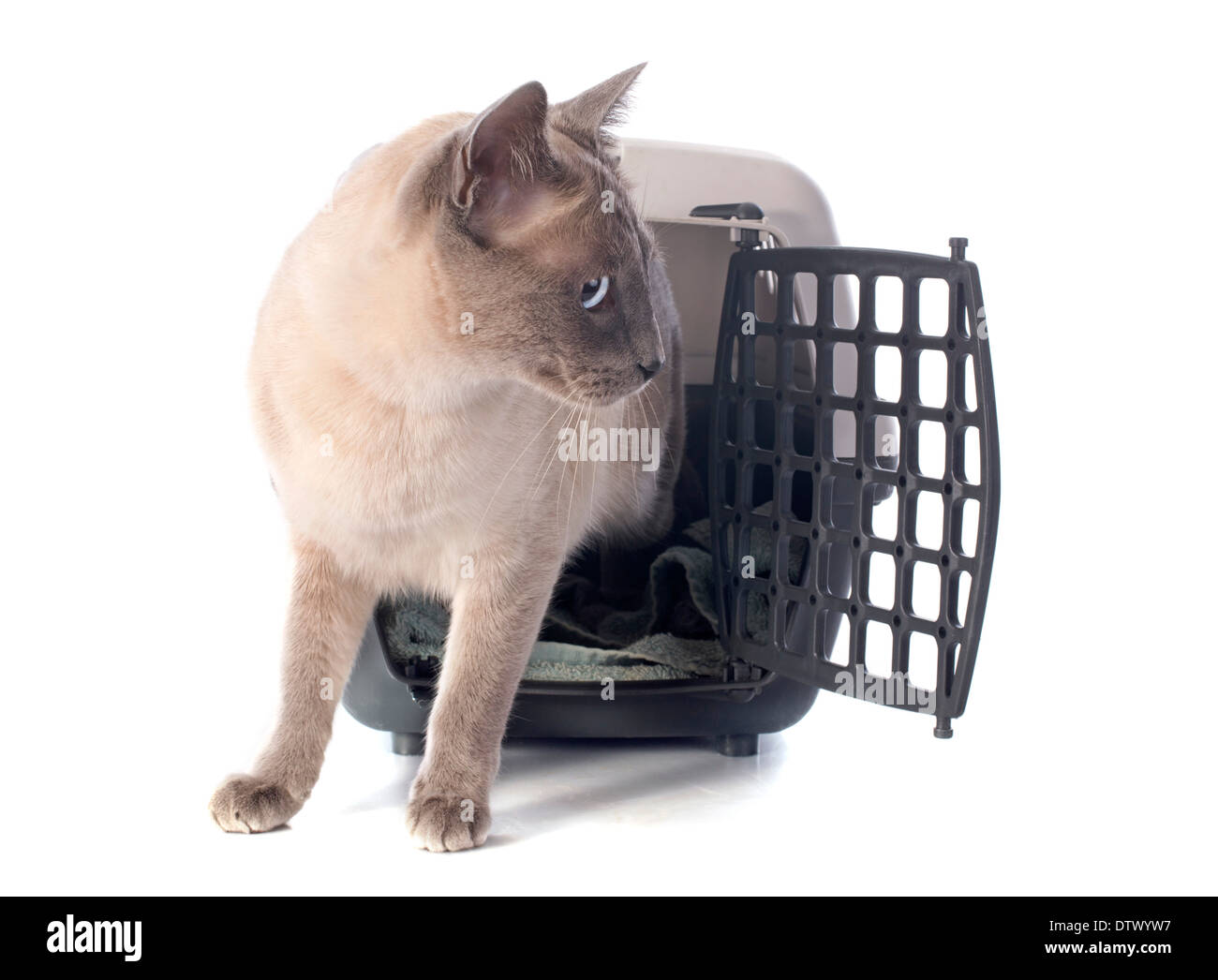 Purebred siamese cat hi-res stock photography and images - Alamy