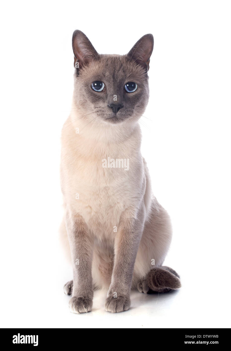beautiful purebred siamese cat in front of white background Stock Photo ...