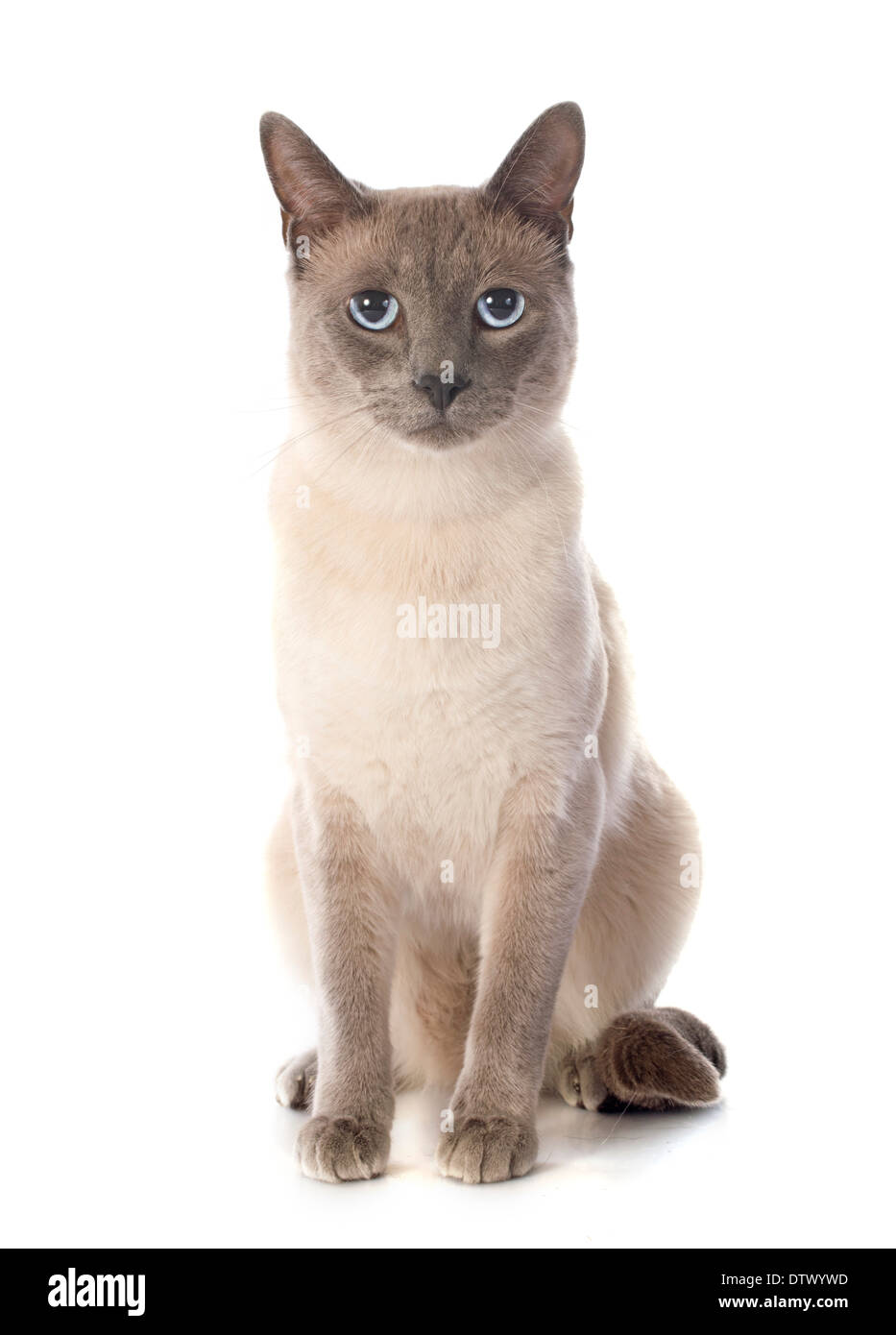 beautiful purebred siamese cat in front of white background Stock Photo ...