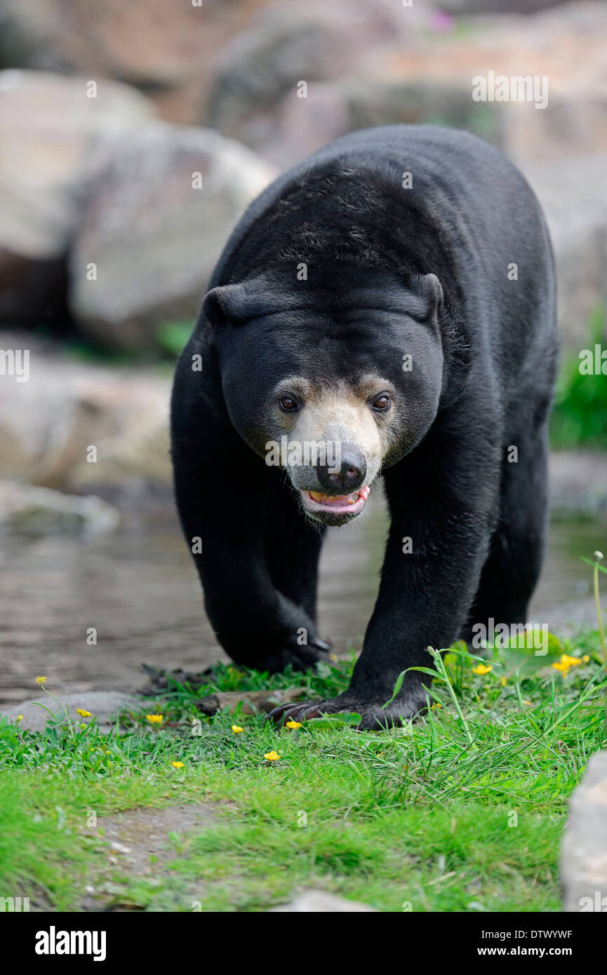 Malayan Sun Bear Stock Photo - Alamy
