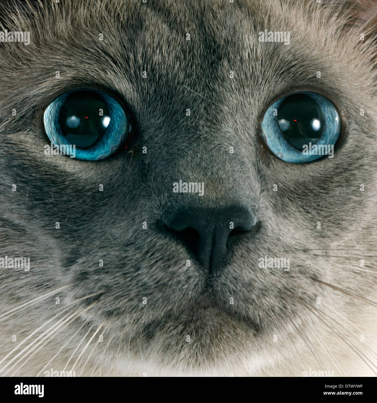 beautiful purebred siamese cat in front of white background Stock Photo ...