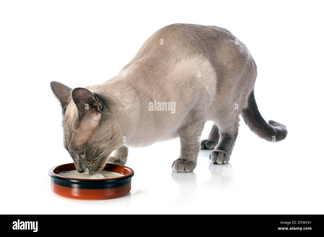 drinking purebred siamese cat in front of white background Stock Photo ...