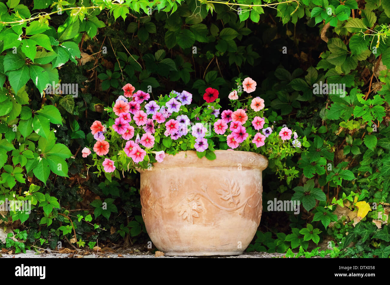 One petunia hi-res stock photography and images - Alamy