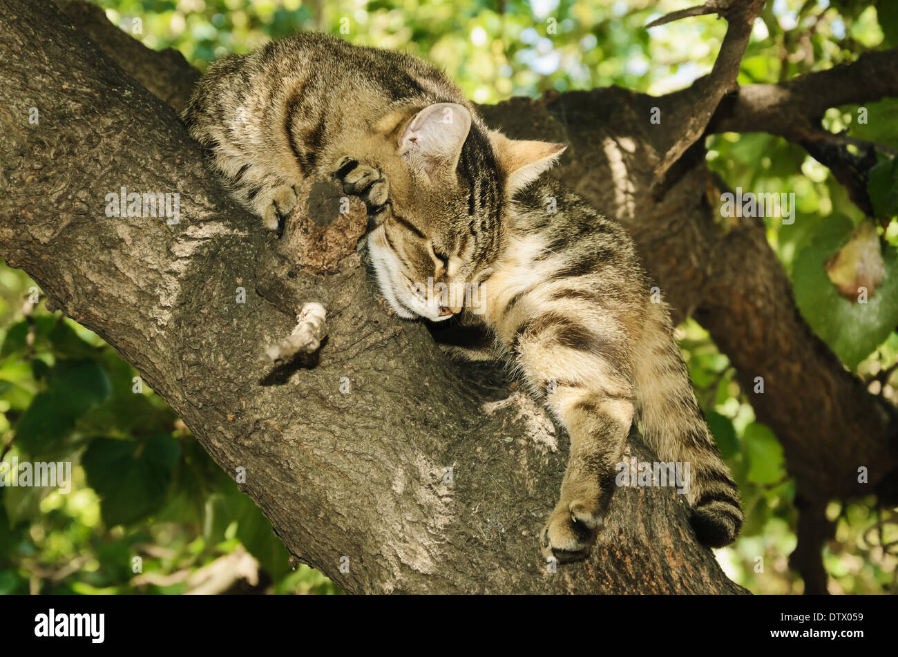 Alley cat hi-res stock photography and images - Alamy