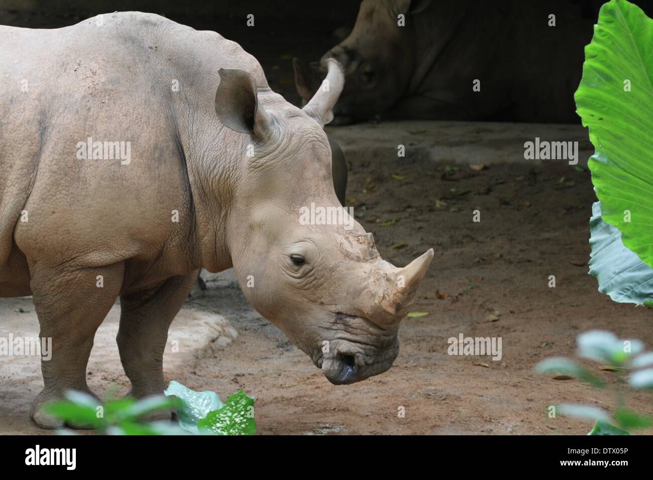 Beautiful rhino hi-res stock photography and images - Alamy