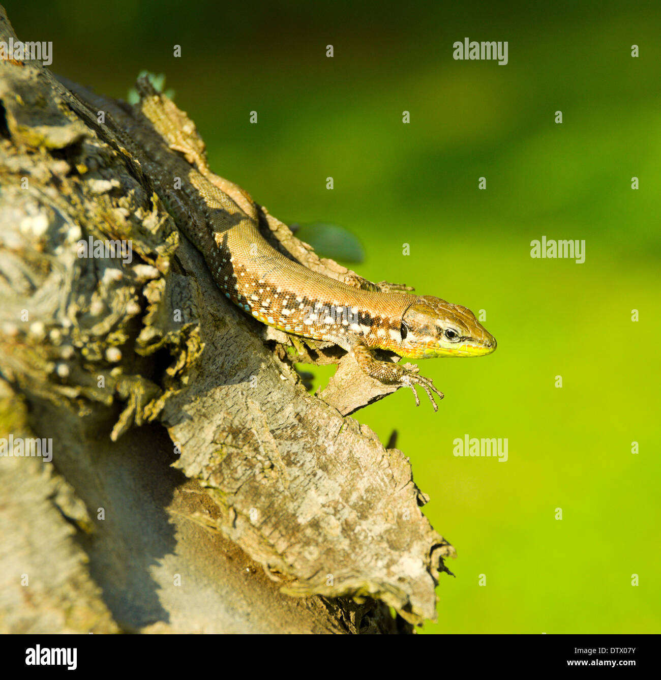 Green little tree hi-res stock photography and images - Alamy