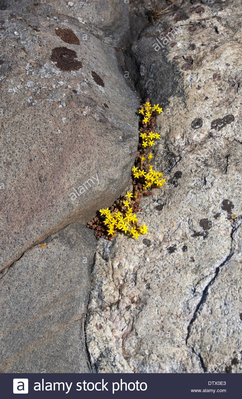 Rock Stonecrop Stock Photos & Rock Stonecrop Stock Images - Alamy