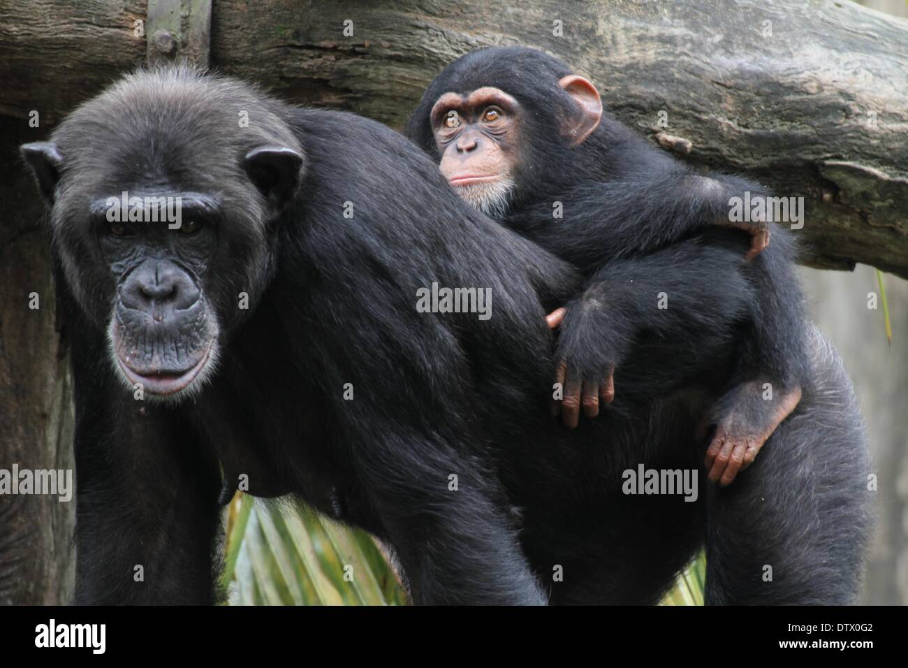 Mother and baby chimpanzee hi-res stock photography and images - Alamy