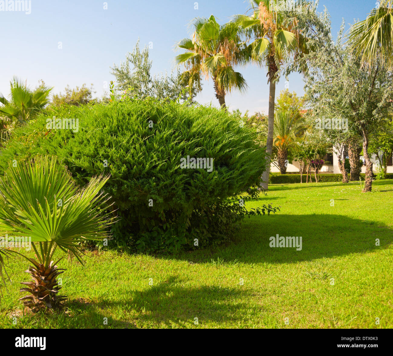 Green tropical garden with palm trees Stock Photo - Alamy