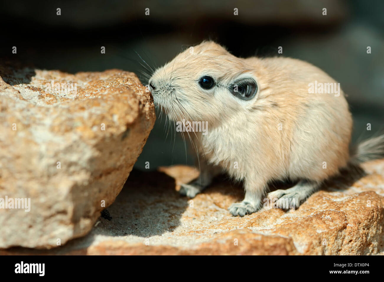 Gundi ctenodactylus gundi hi-res stock photography and images - Alamy