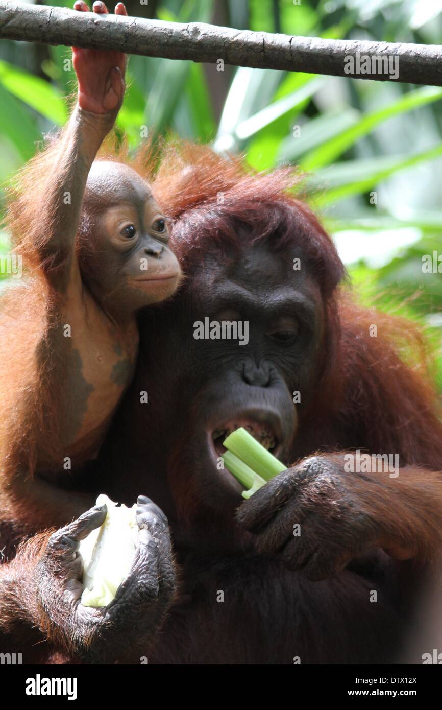 Male orangutans hi-res stock photography and images - Alamy