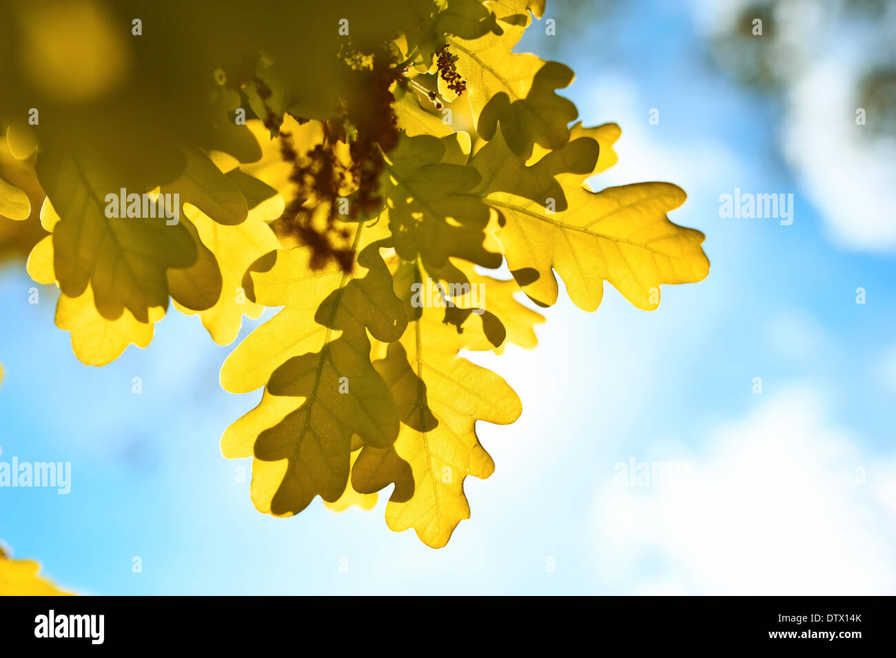 Autumn oak leaves Stock Photo - Alamy