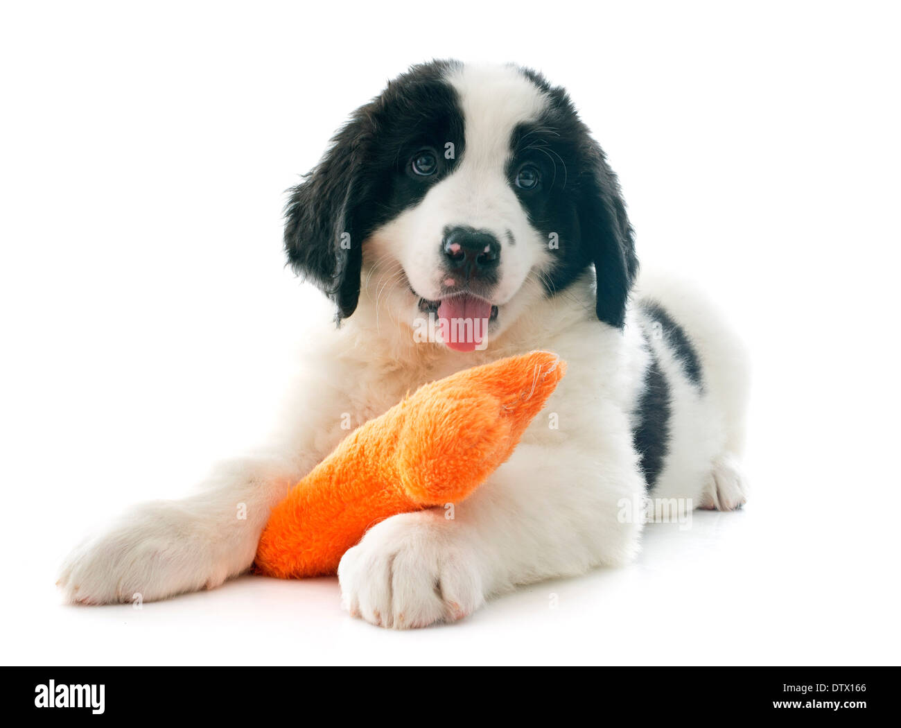 purebred puppy landseer in front of white background Stock Photo - Alamy