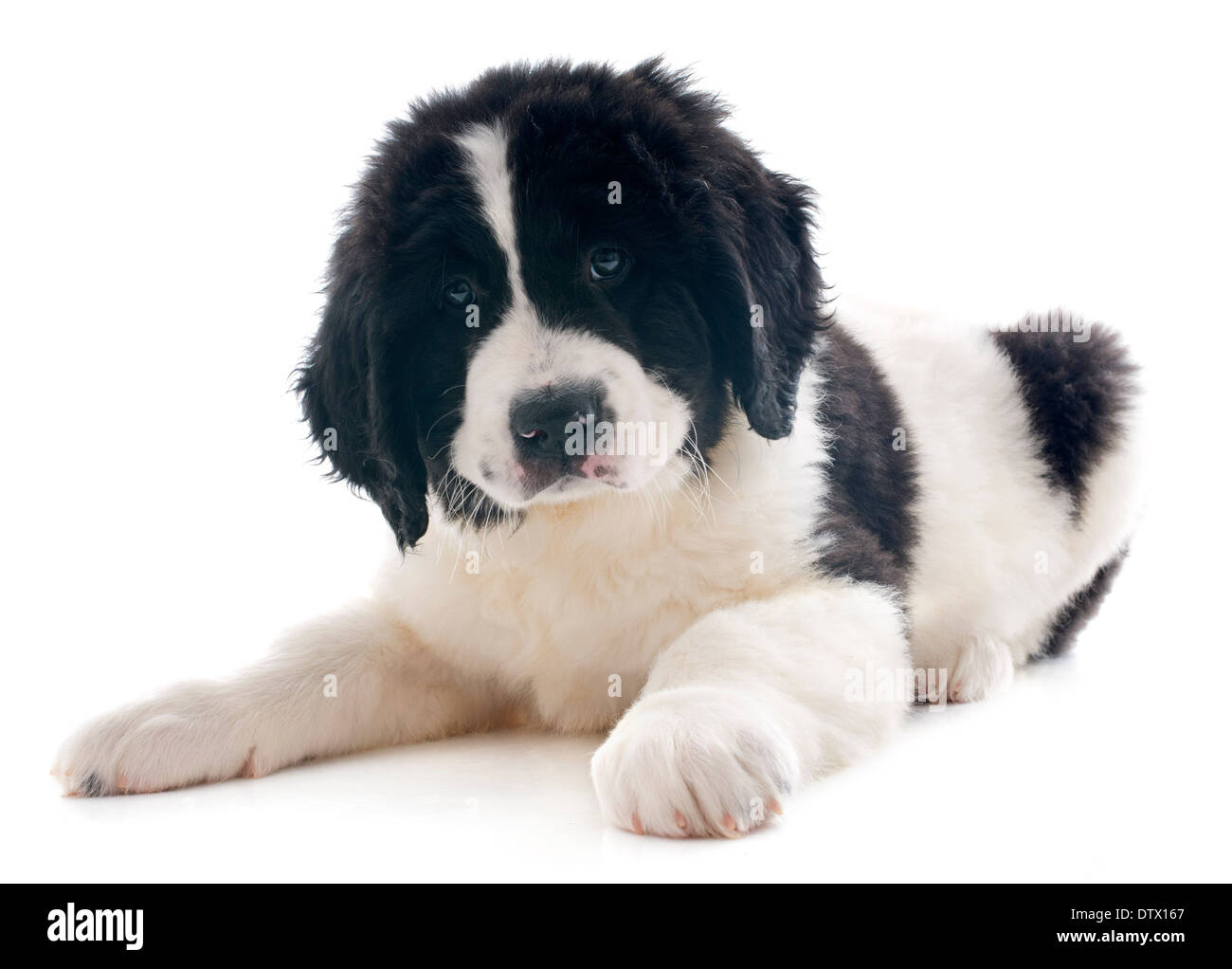What Does A Landseer Look Like