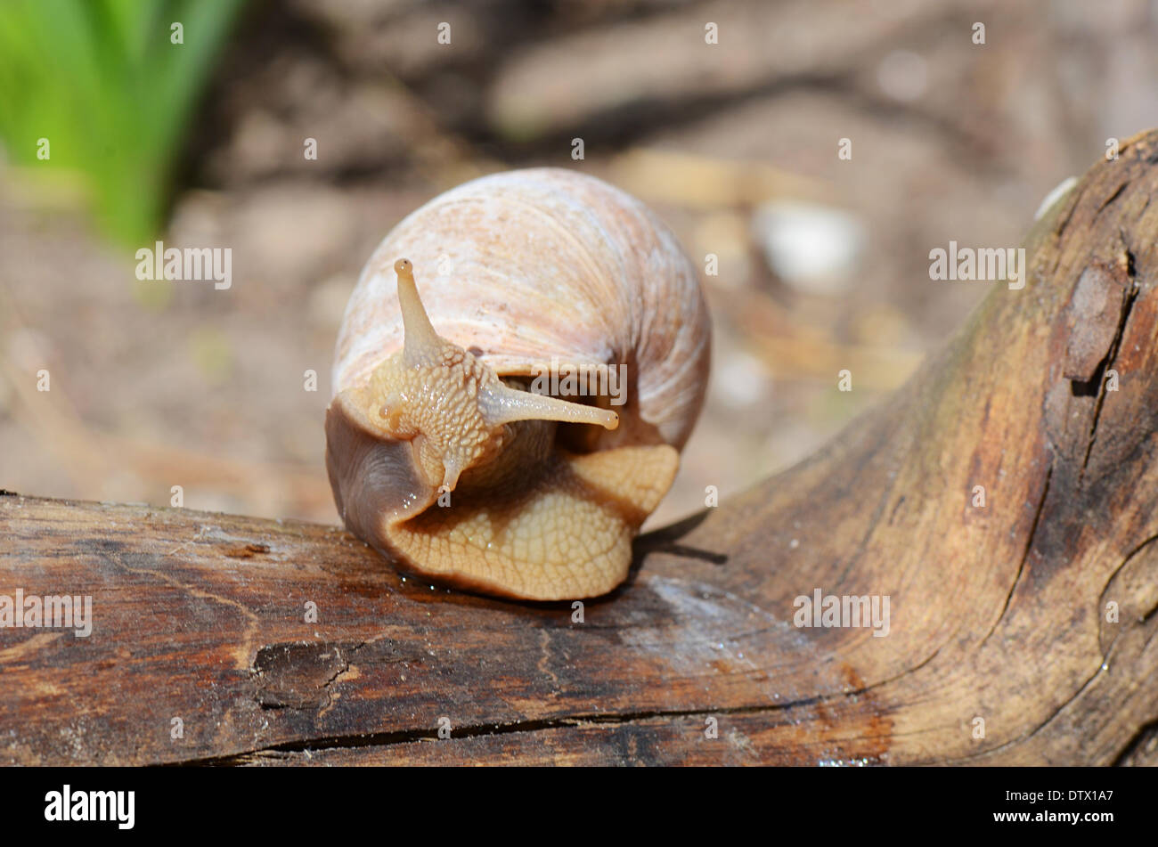 Spiral horned snail hi-res stock photography and images - Alamy