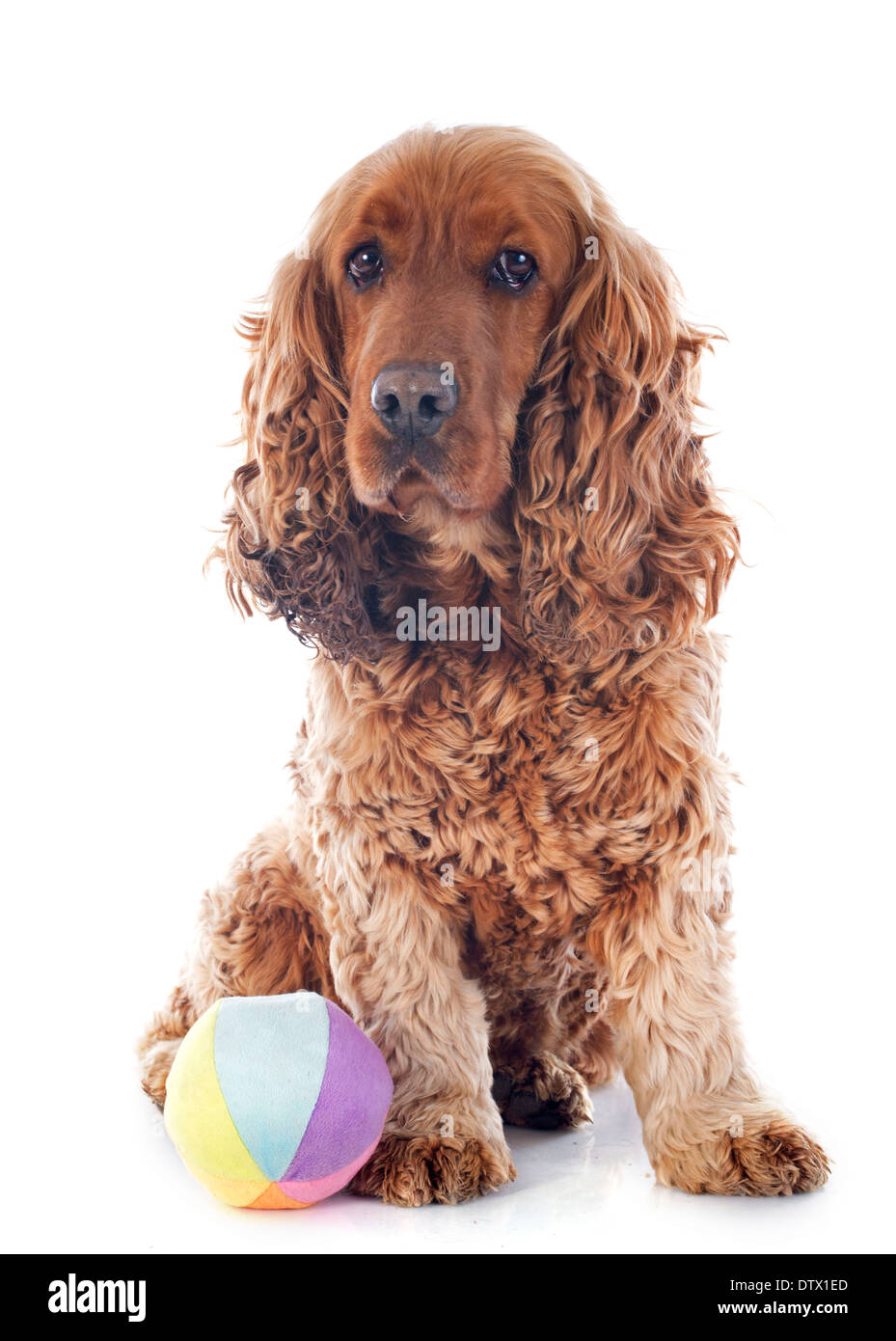 portrait of a purebred english cocker in a studio Stock Photo - Alamy