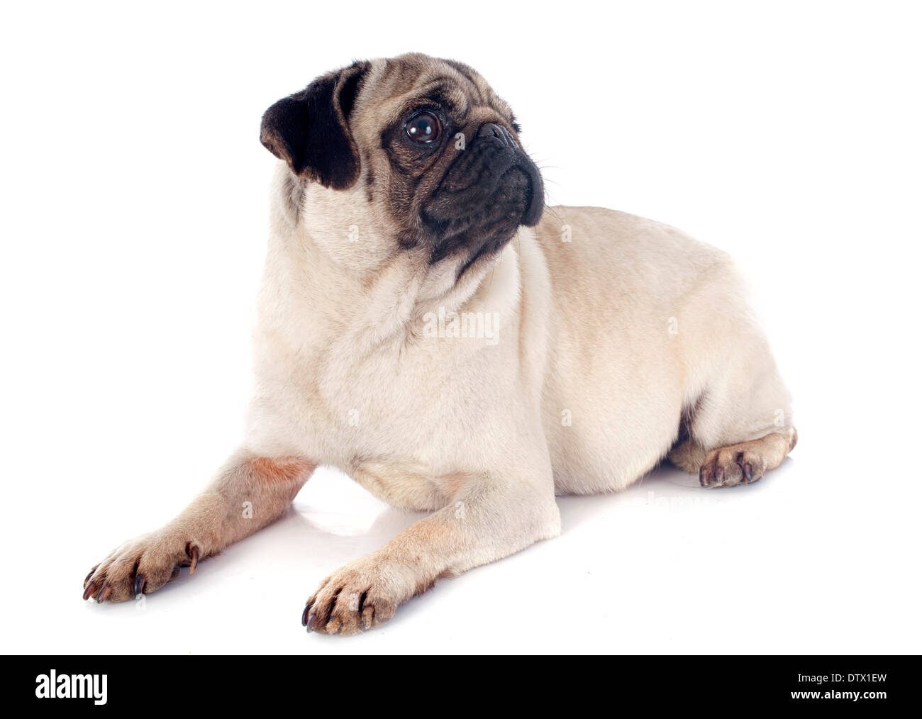 young pug in front of white background Stock Photo - Alamy