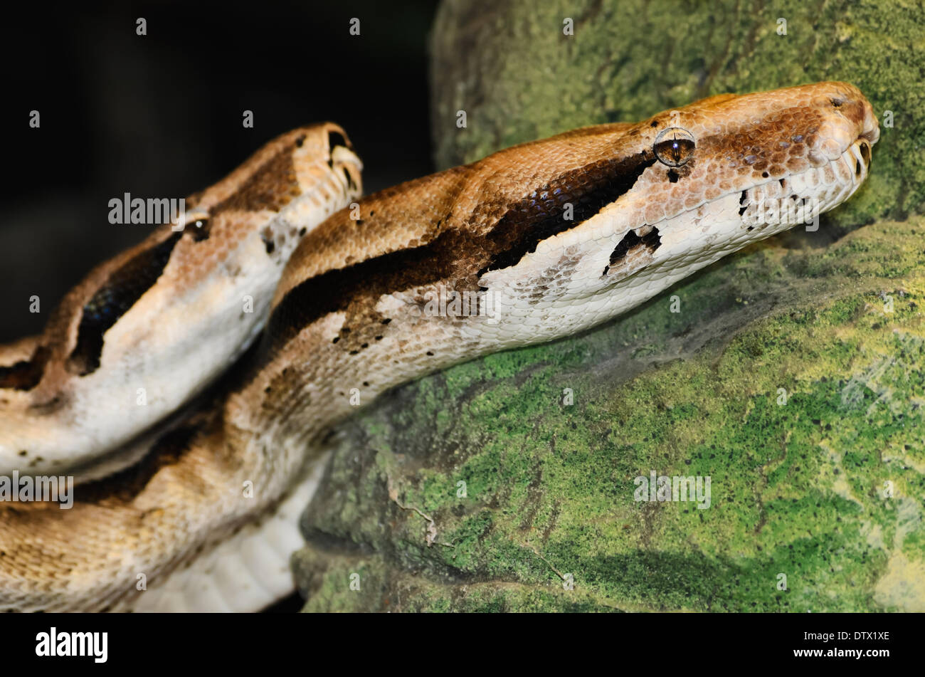 Phytons hi-res stock photography and images - Alamy