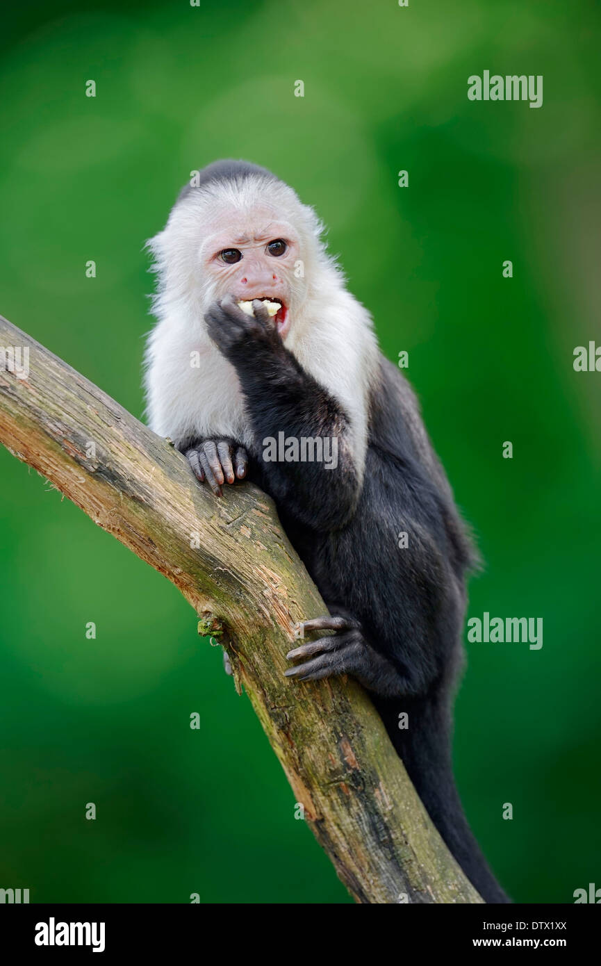 White faced capuchin eating hi-res stock photography and images - Alamy