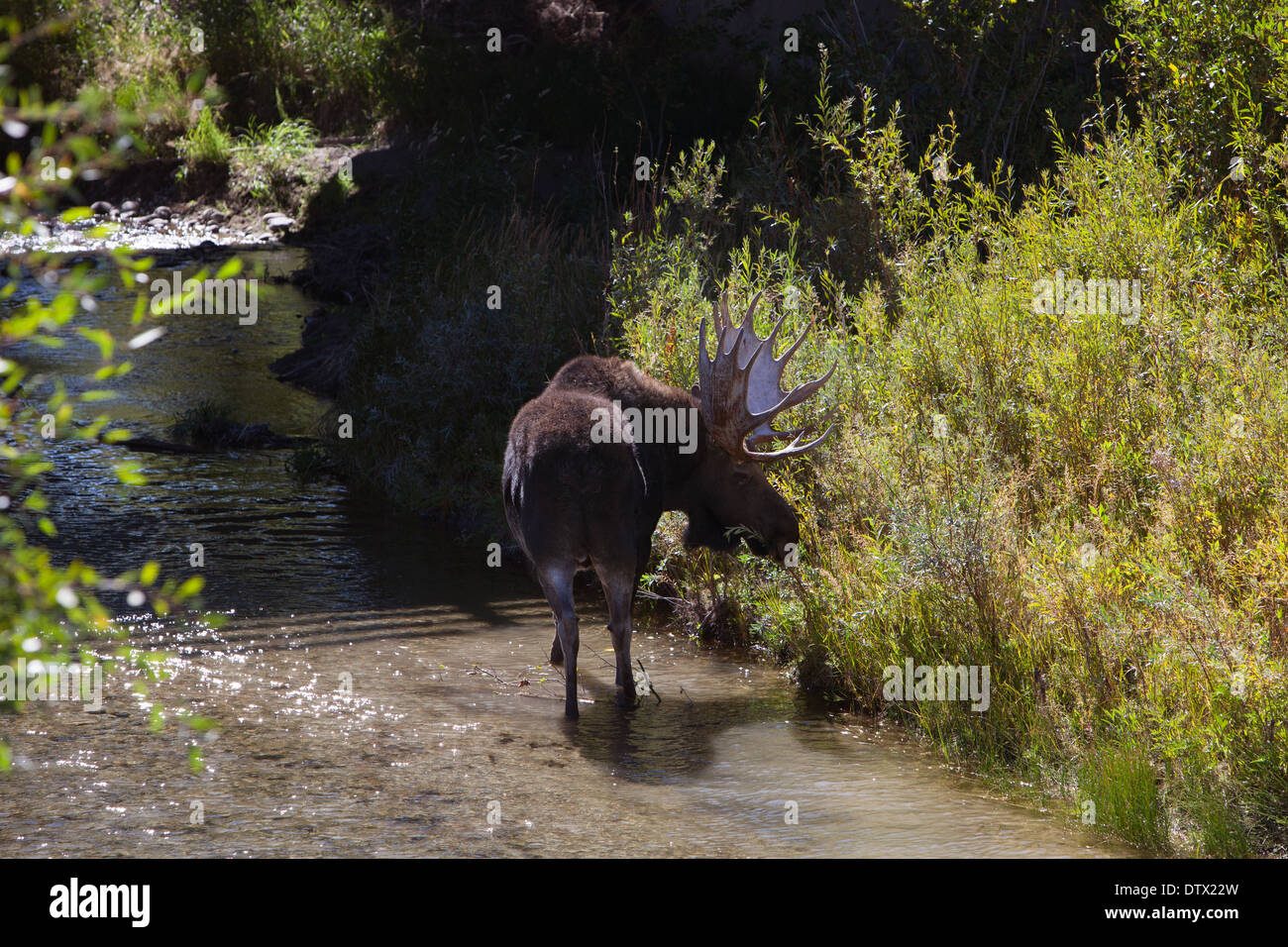 Moose river hi-res stock photography and images - Alamy