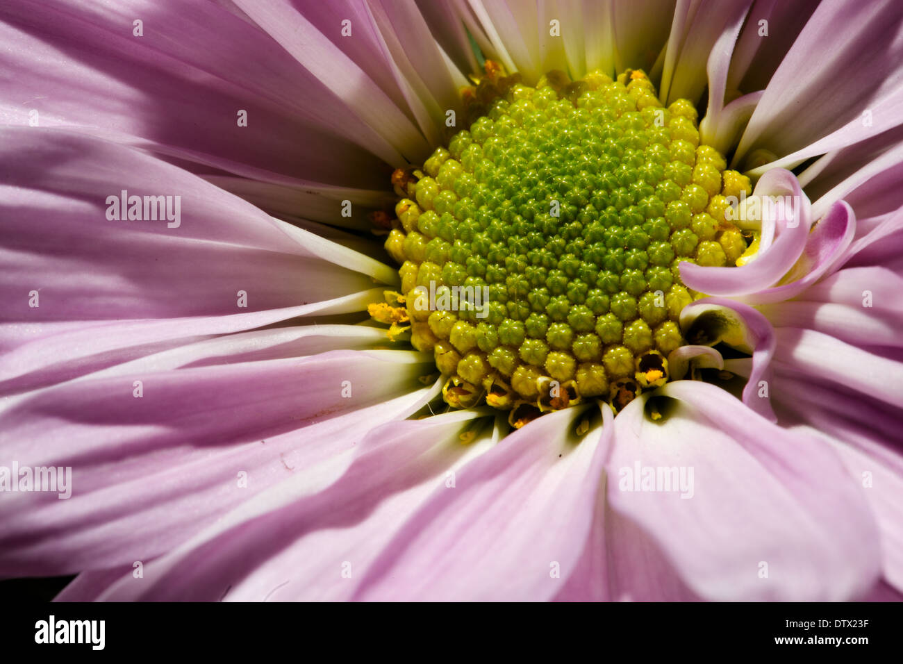 Daisy closeup hi-res stock photography and images - Alamy