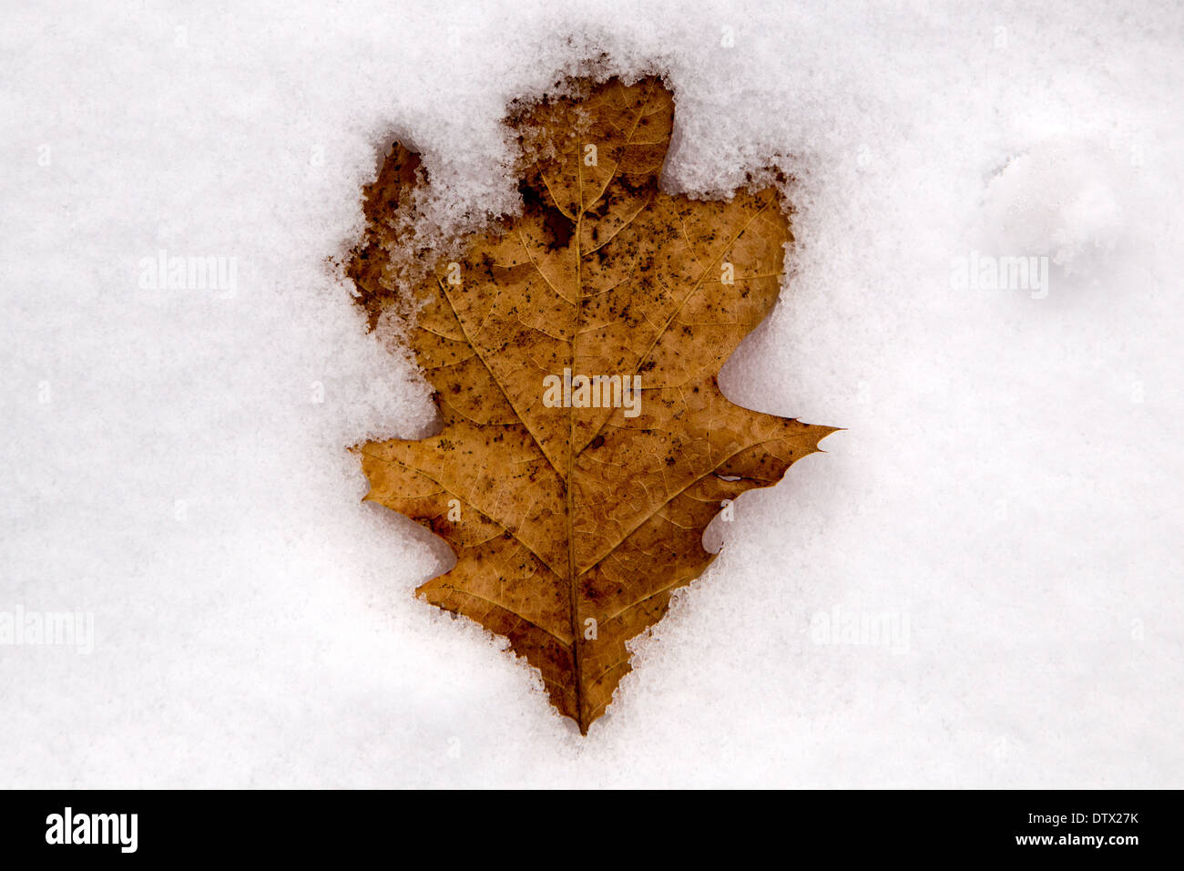 Fallen leaf snow hi-res stock photography and images - Alamy