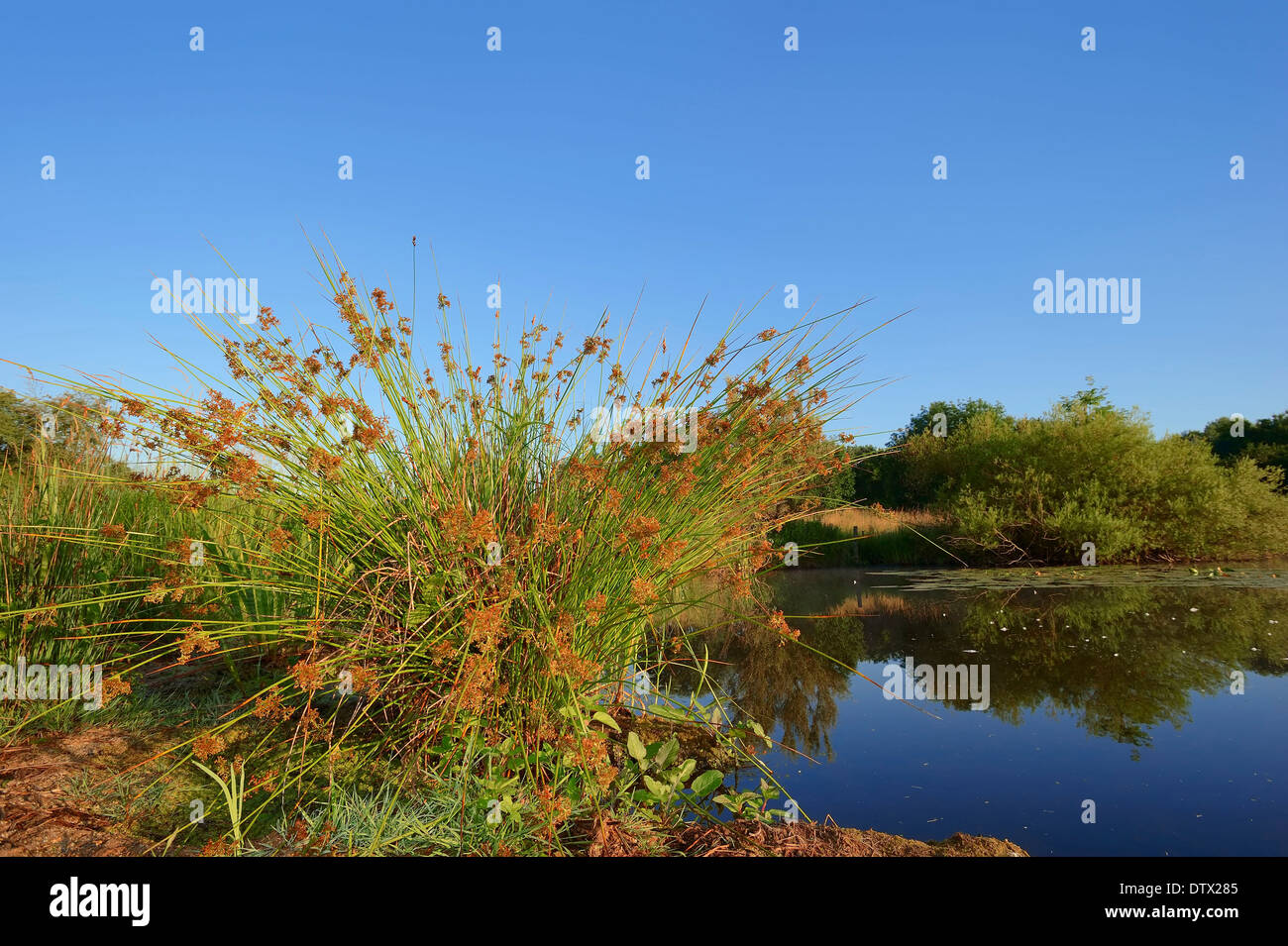 Common rush juncus effusus hi-res stock photography and images - Alamy