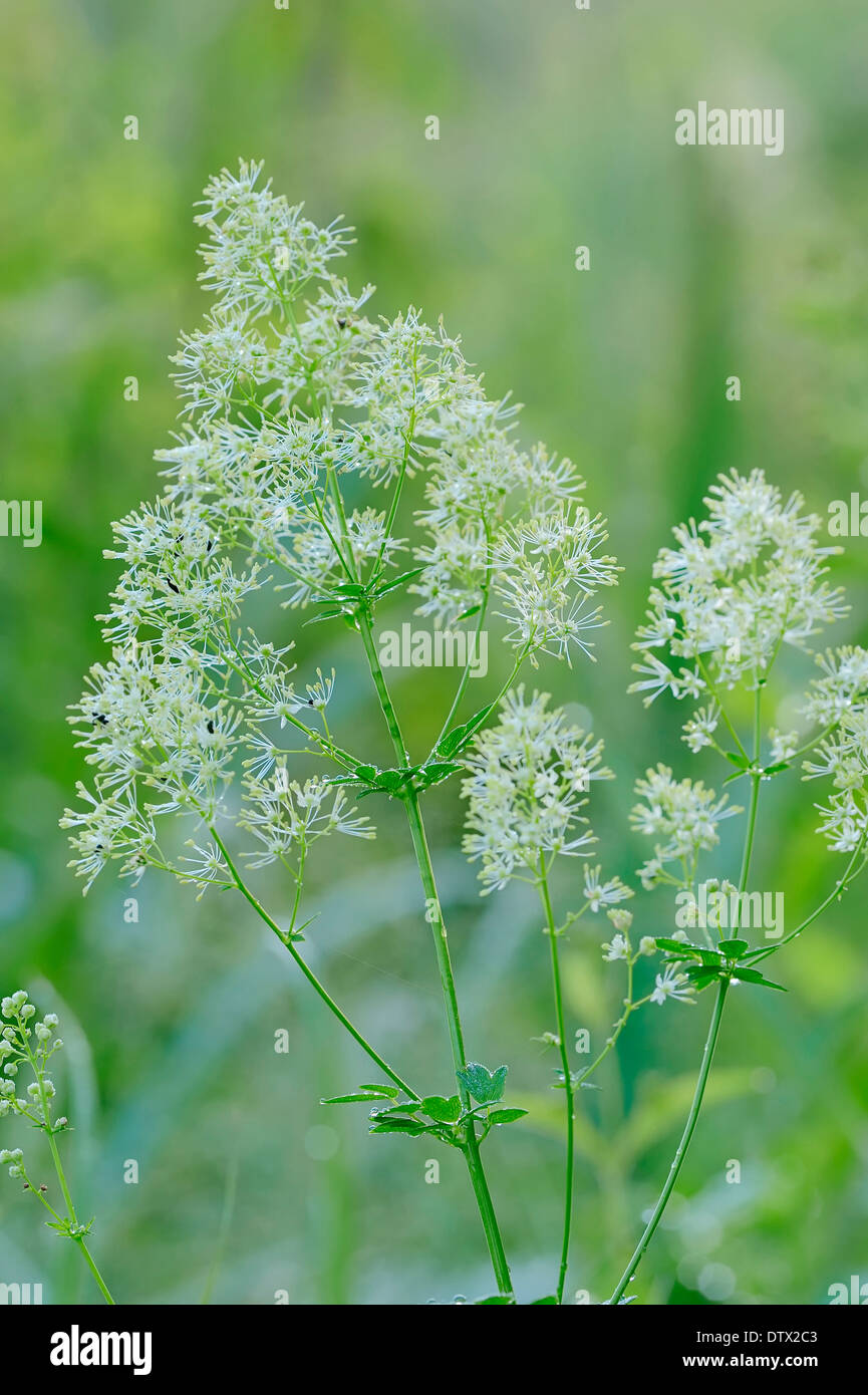 Common meadow rue hi-res stock photography and images - Alamy
