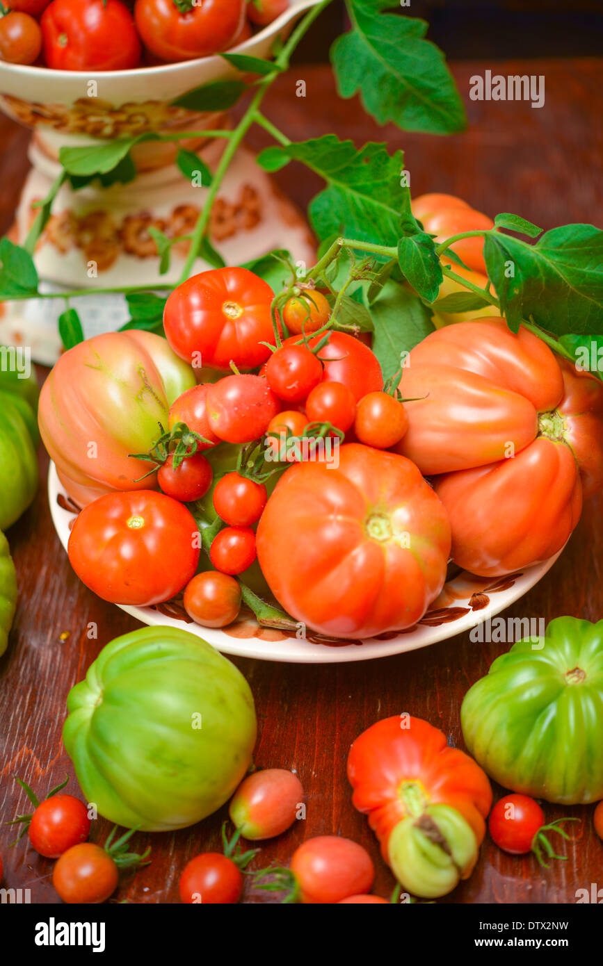 The tomato (Solanum lycopersicum Stock Photo - Alamy