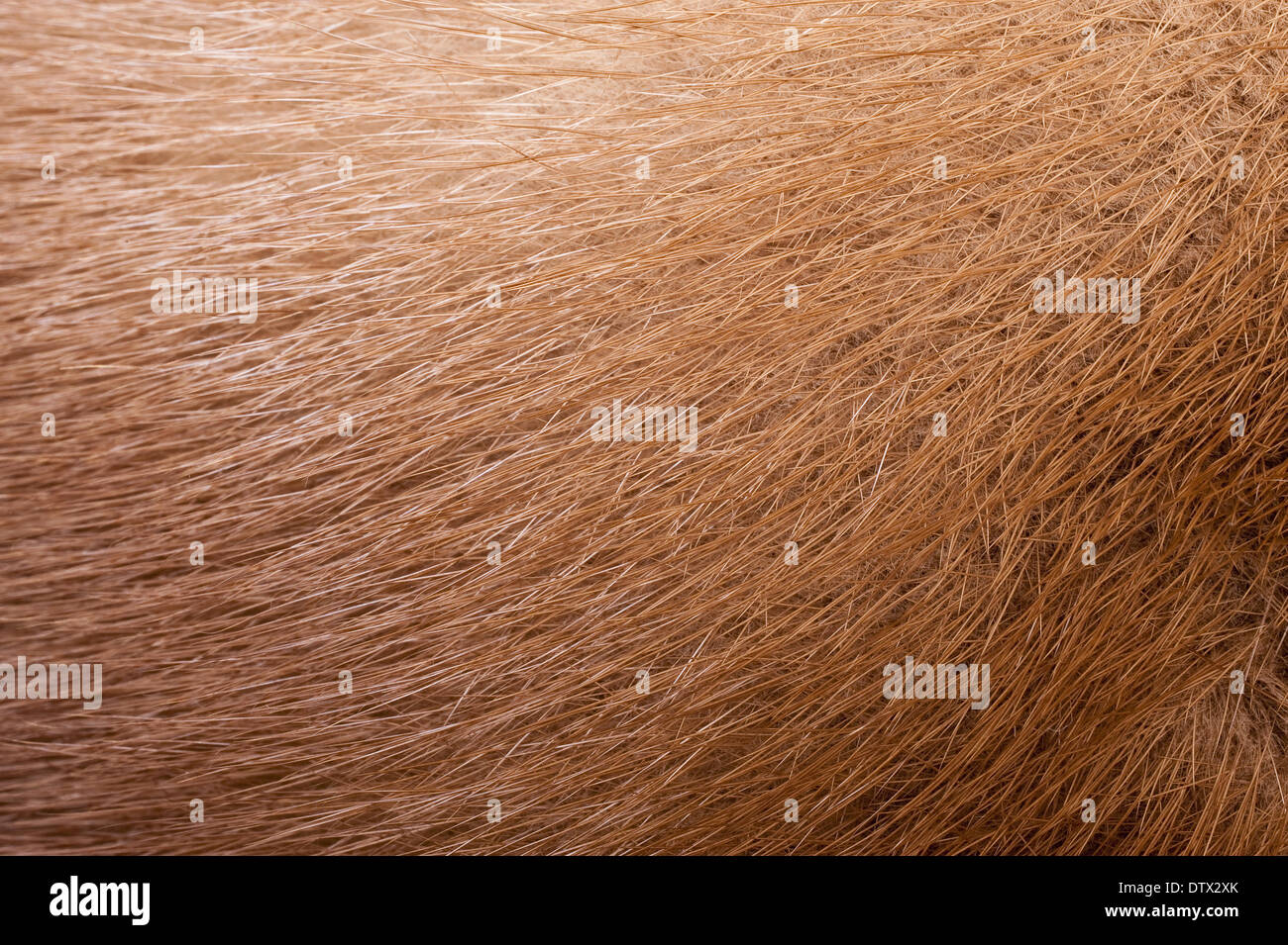Glossy fur texture hi-res stock photography and images - Alamy