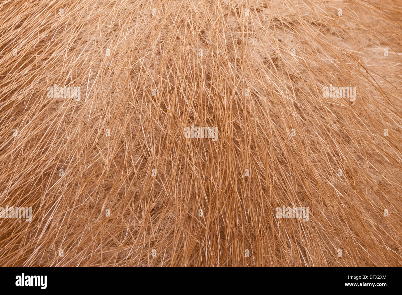 Glossy fur texture hi-res stock photography and images - Alamy