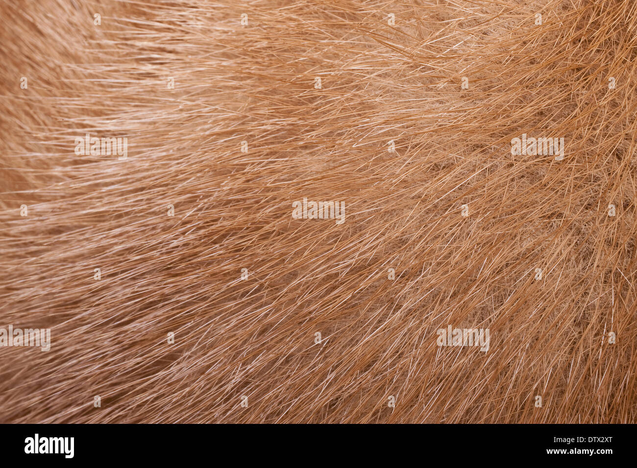 Glo coat hi-res stock photography and images - Alamy