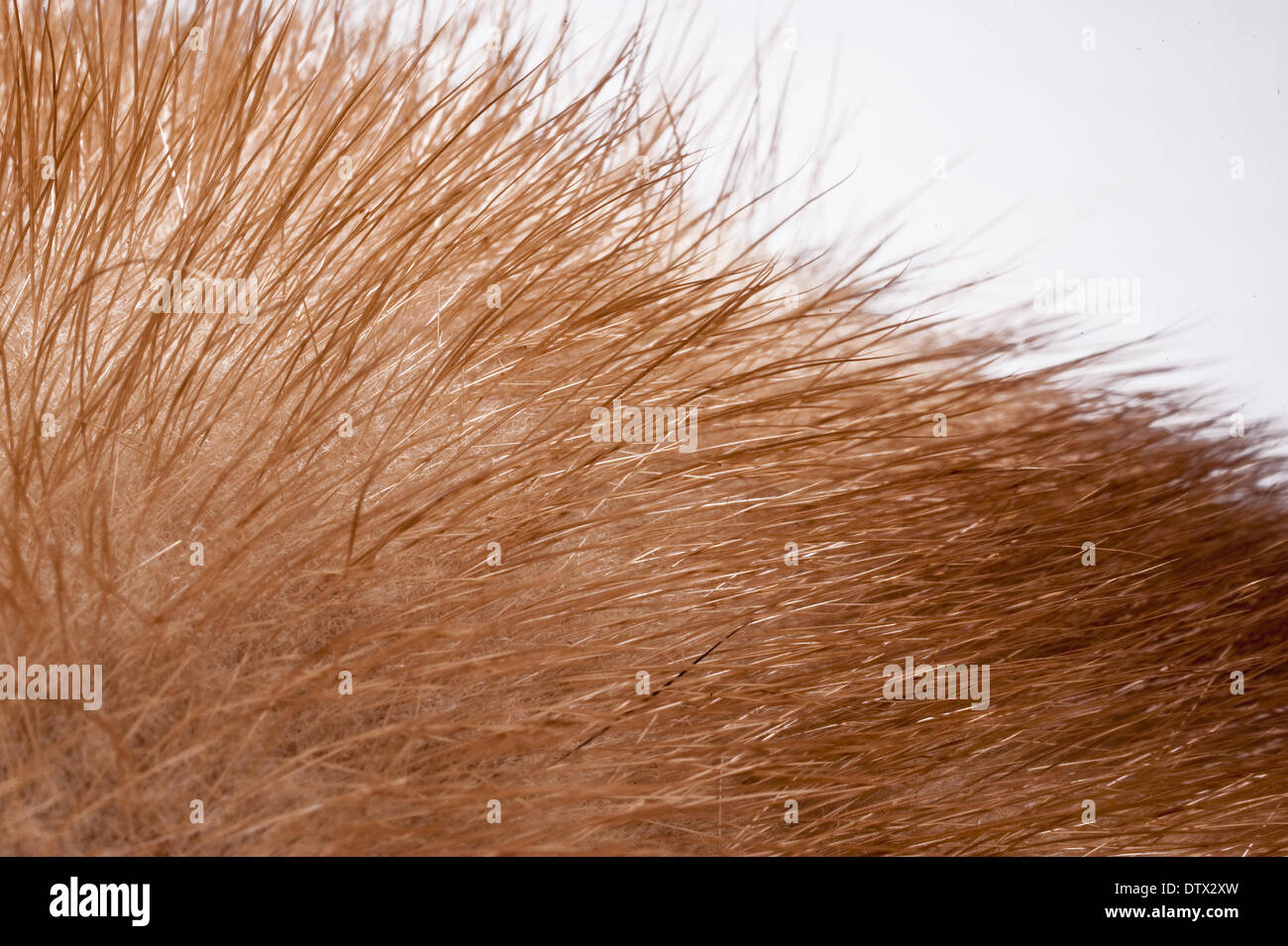 Glossy fur texture hi-res stock photography and images - Alamy