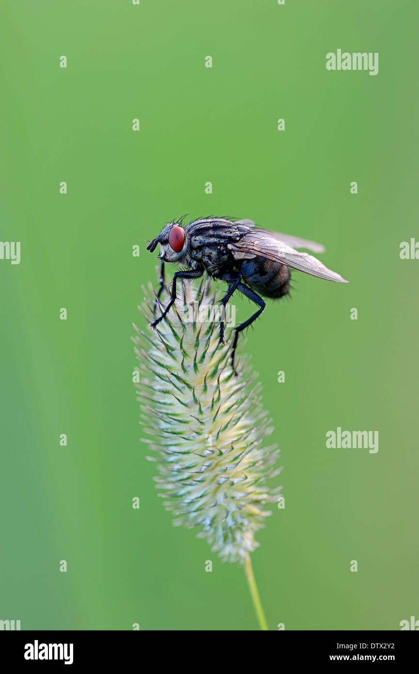 Flesh fly hi-res stock photography and images - Alamy