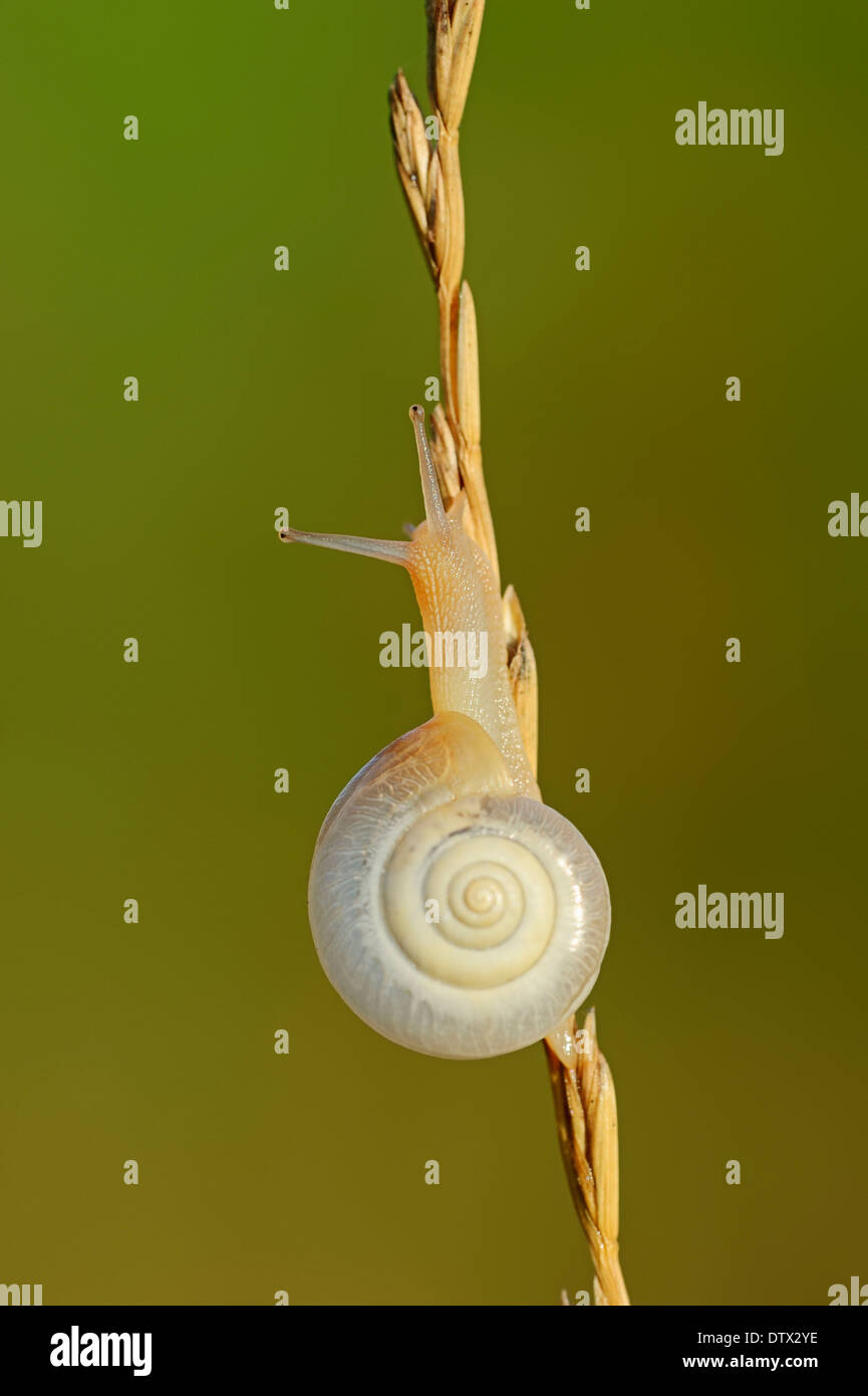 Helicid snail hi-res stock photography and images - Alamy