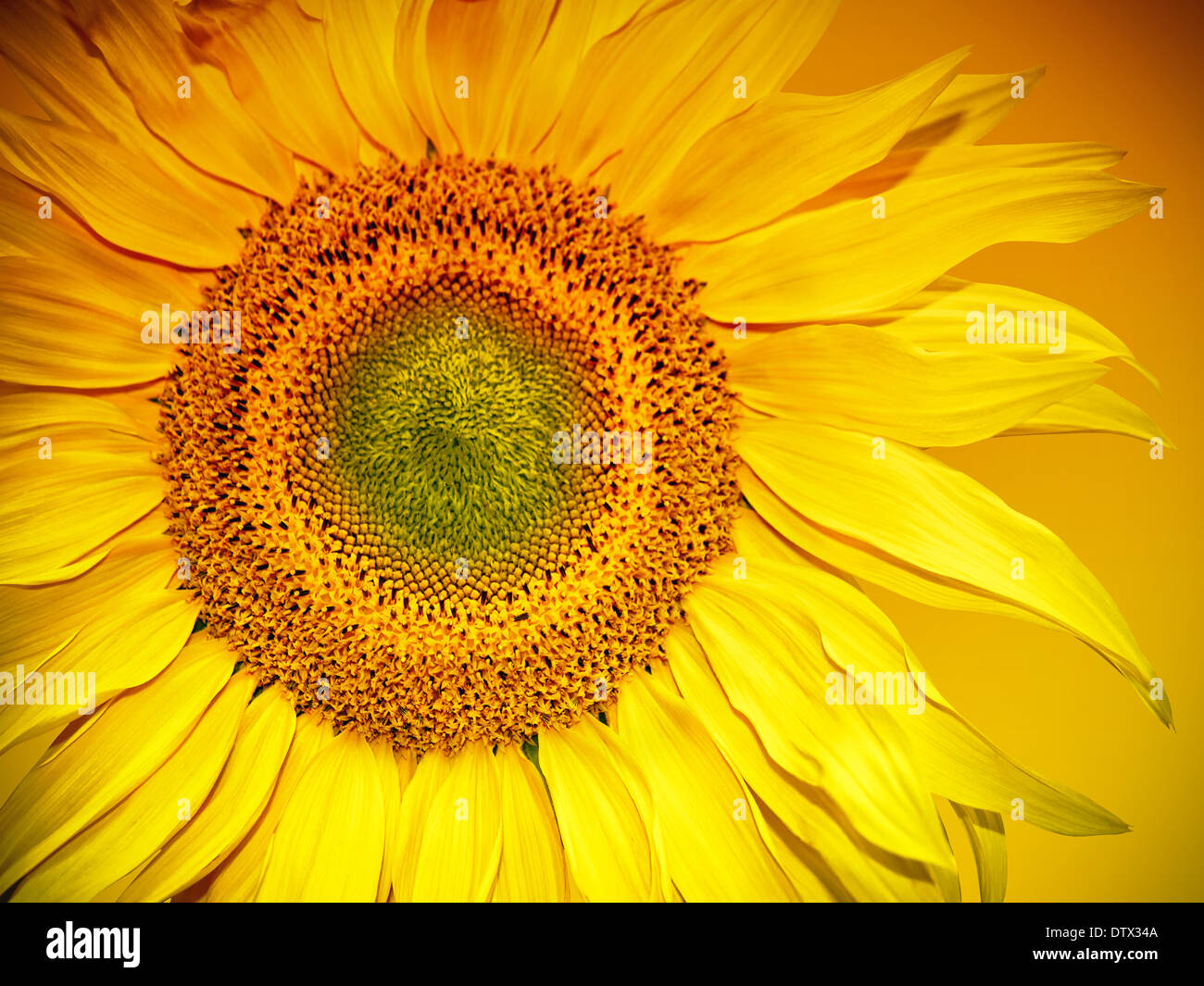 Harvesting sunflower head hi-res stock photography and images - Alamy