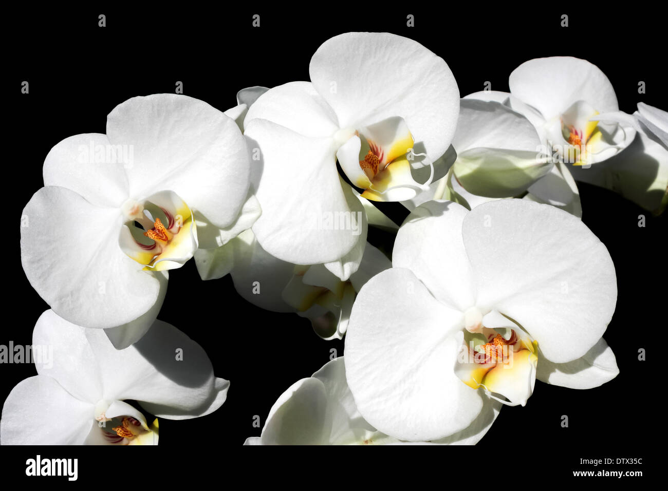 Beauties hi-res stock photography and images - Alamy