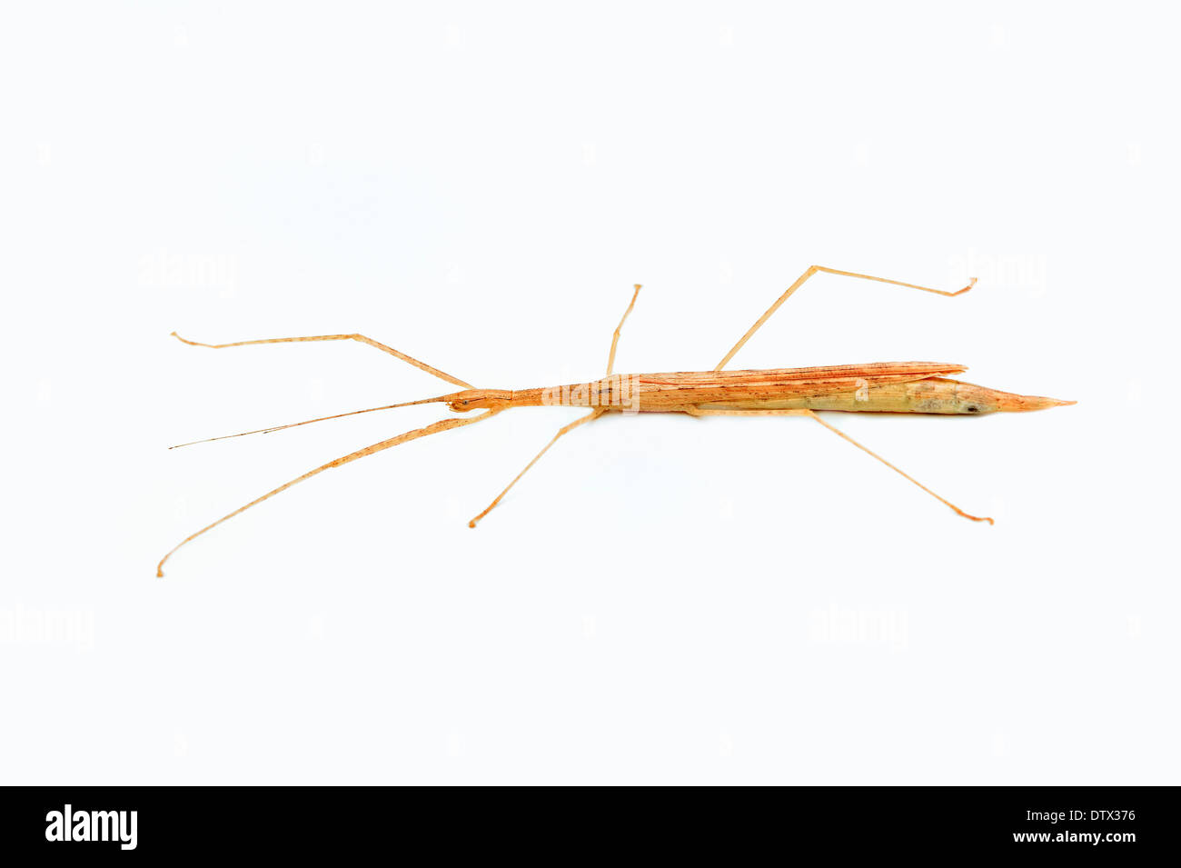Pink Winged Stick Insect Stock Photo - Alamy