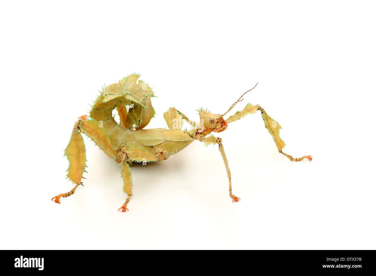 Walking stick hi-res stock photography and images - Alamy