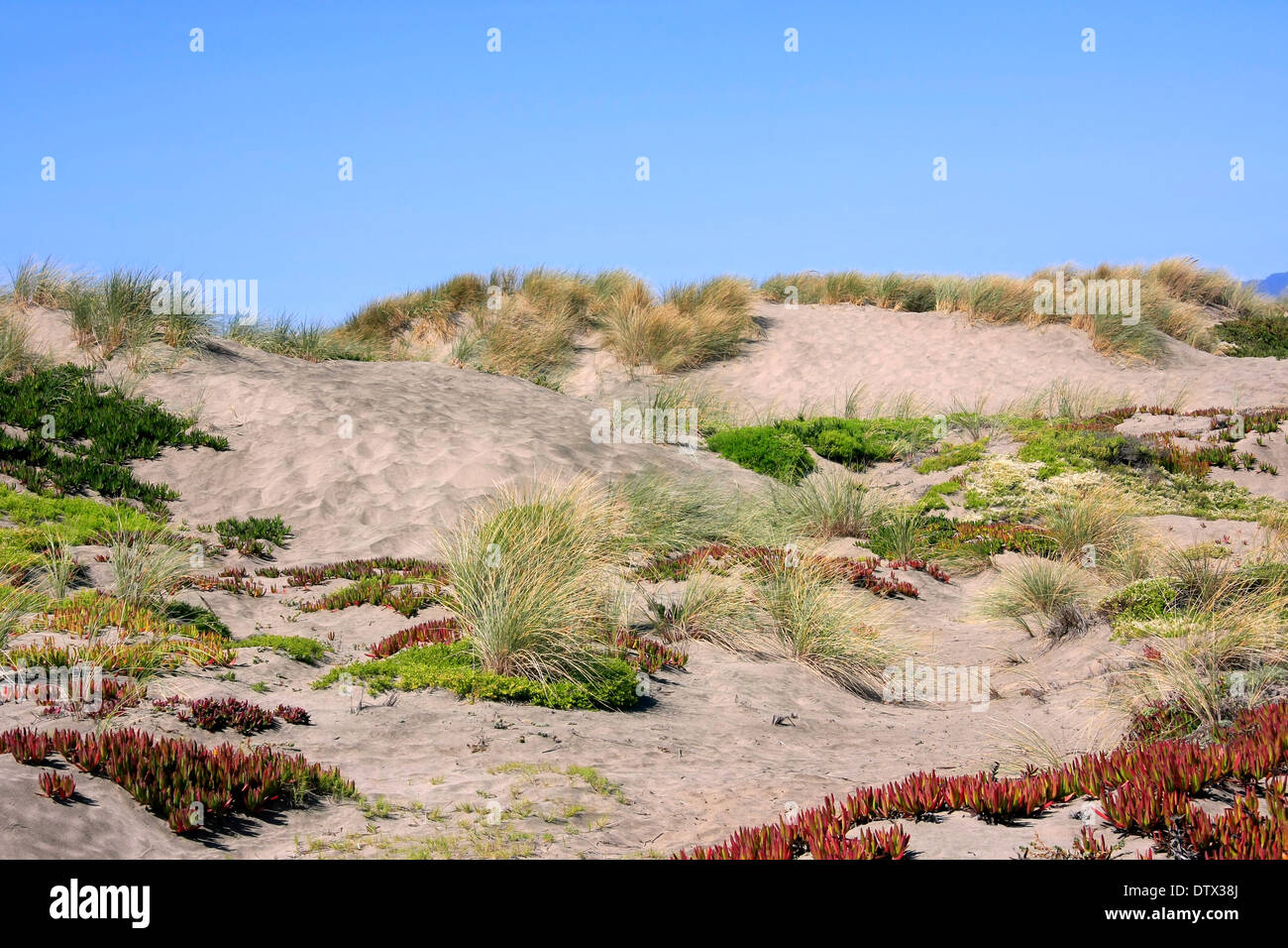 Living flora hi-res stock photography and images - Alamy