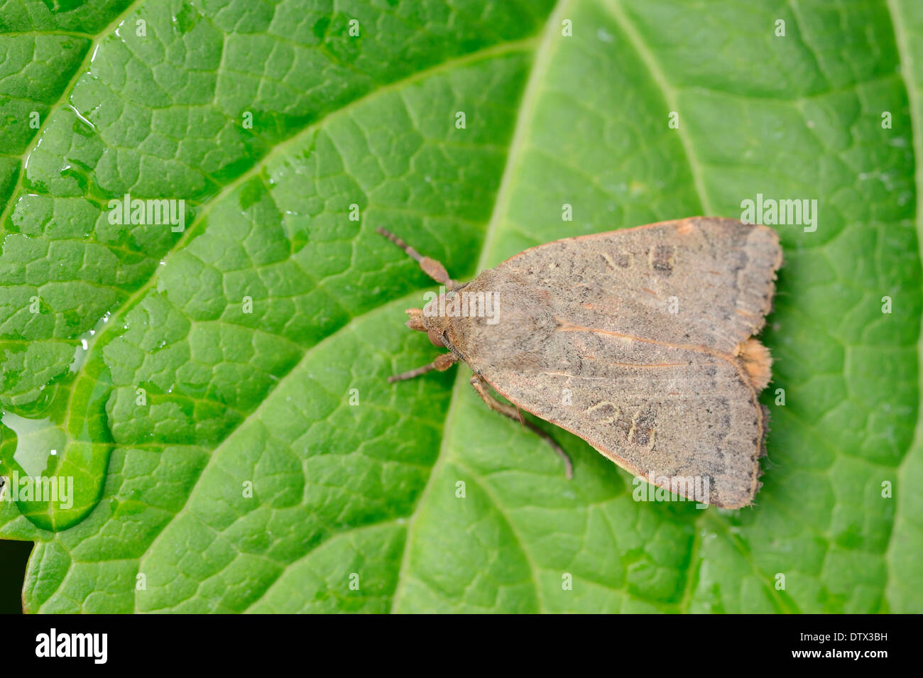 Lesser Yellow Underwing Stock Photo - Alamy