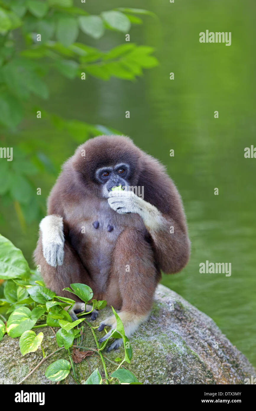 Brunei monkey hi-res stock photography and images - Alamy