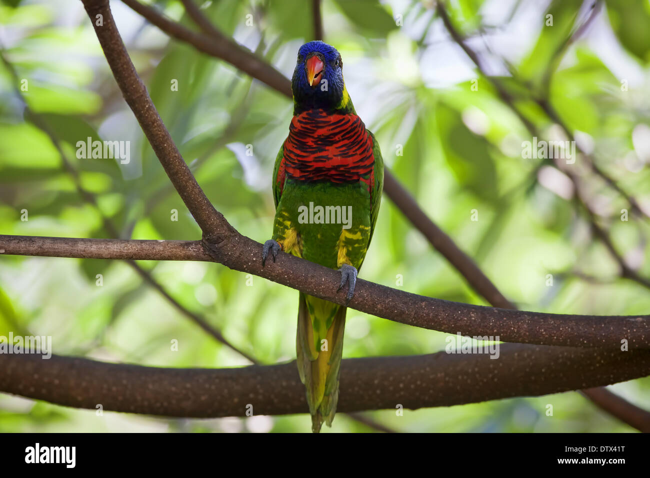 Wild parrot hi-res stock photography and images - Alamy