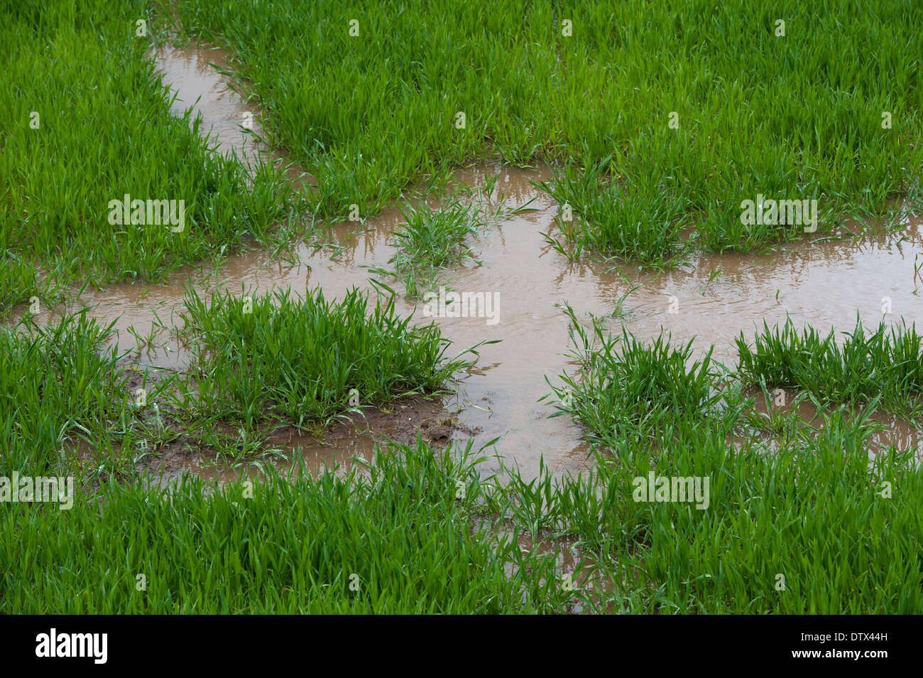Waterlogged grassland after spring flooding. Cumbria Stock Photo - Alamy