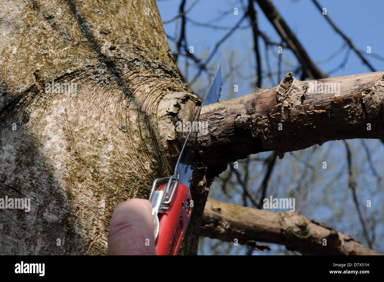 Cutting a dry branch of a walnut-tree Stock Photo - Alamy