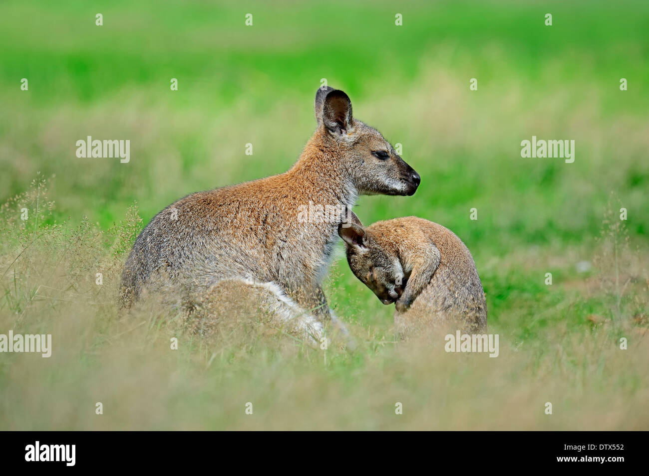 Necked wallaby hi-res stock photography and images - Alamy