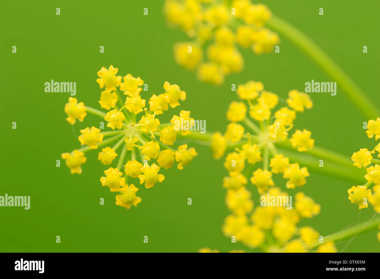 Parsnip flowers hi-res stock photography and images - Alamy