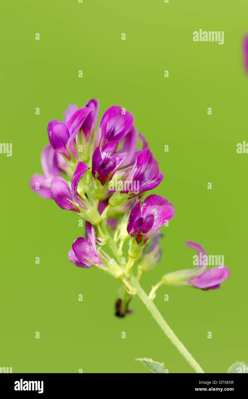 Alfalfa plants hi-res stock photography and images - Alamy