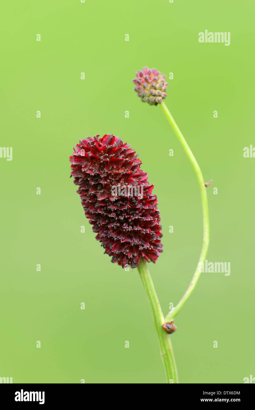 Salad burnet hi-res stock photography and images - Alamy
